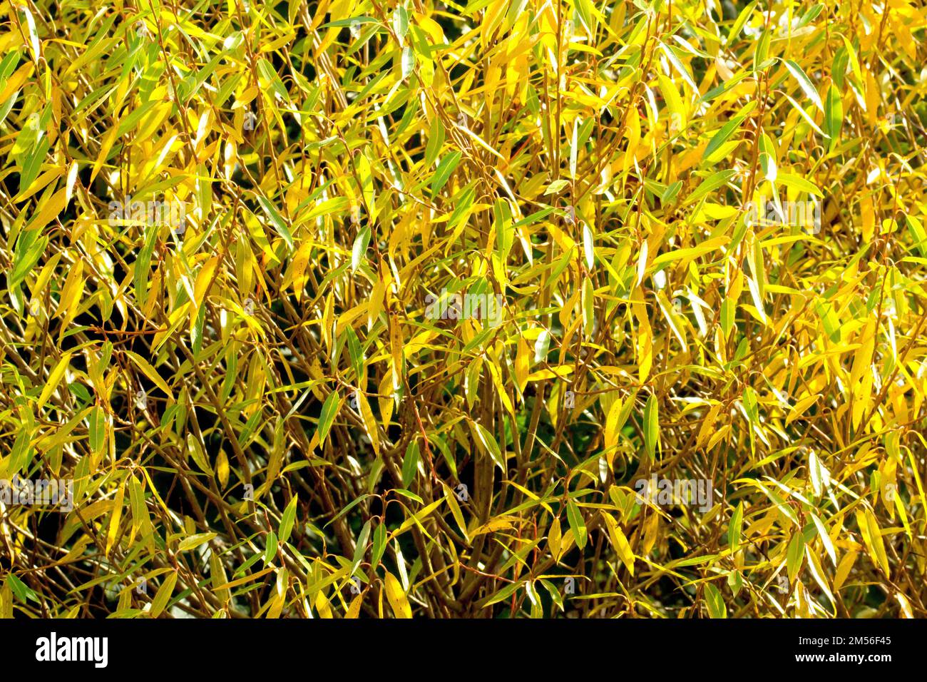 Willow (salix), close up showing the leaves of a young tree changing ...