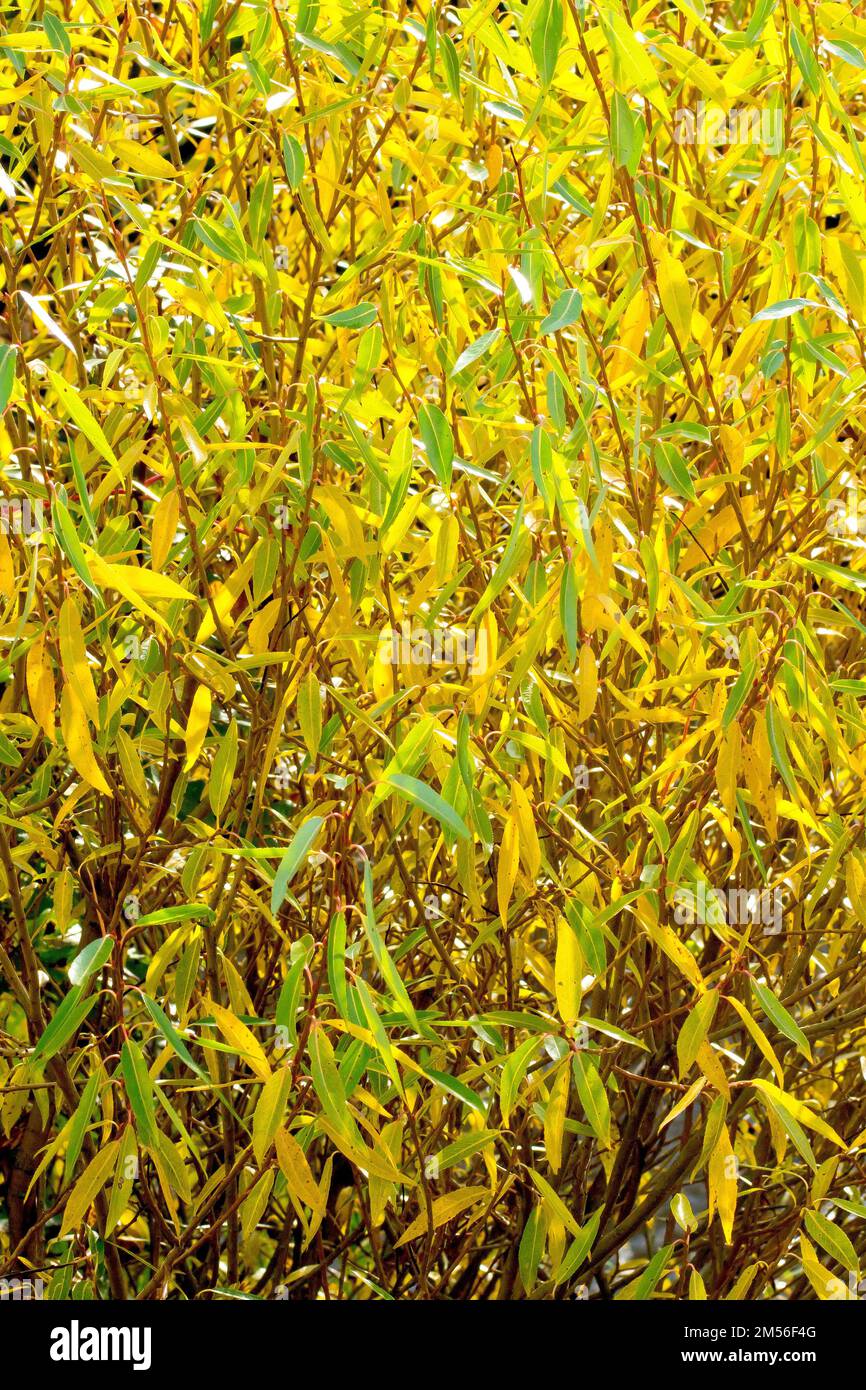 Willow (salix), close up showing the leaves of a young tree changing ...