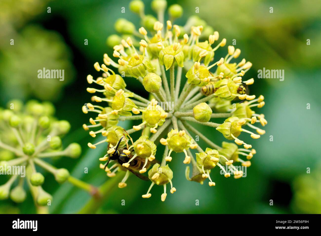 Ivy (hedera helix), close up focusing on a single rounded flower head ...