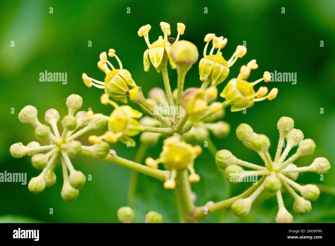 Ivy (hedera helix), close up focusing on a single branched flower head ...