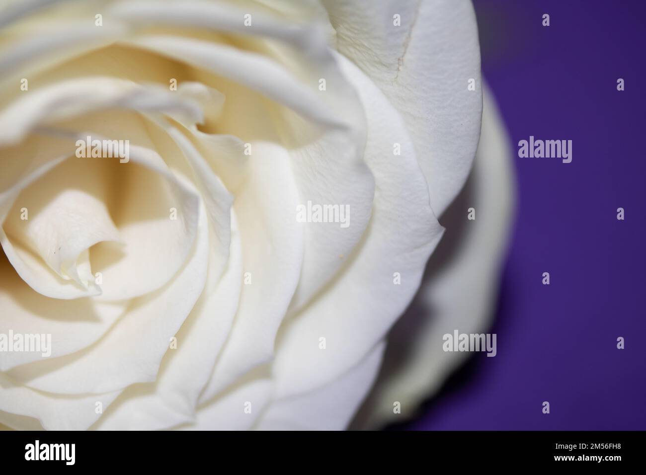A Close Up of A White Rose Romantic Flower on a Pink Purple Background ...