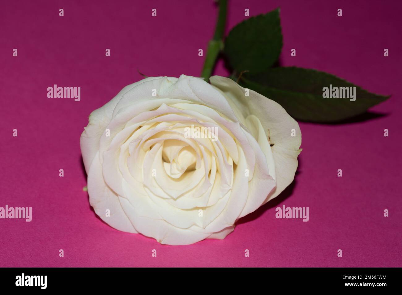 A Close Up of A White Rose Romantic Flower on a Pink Purple Background ...