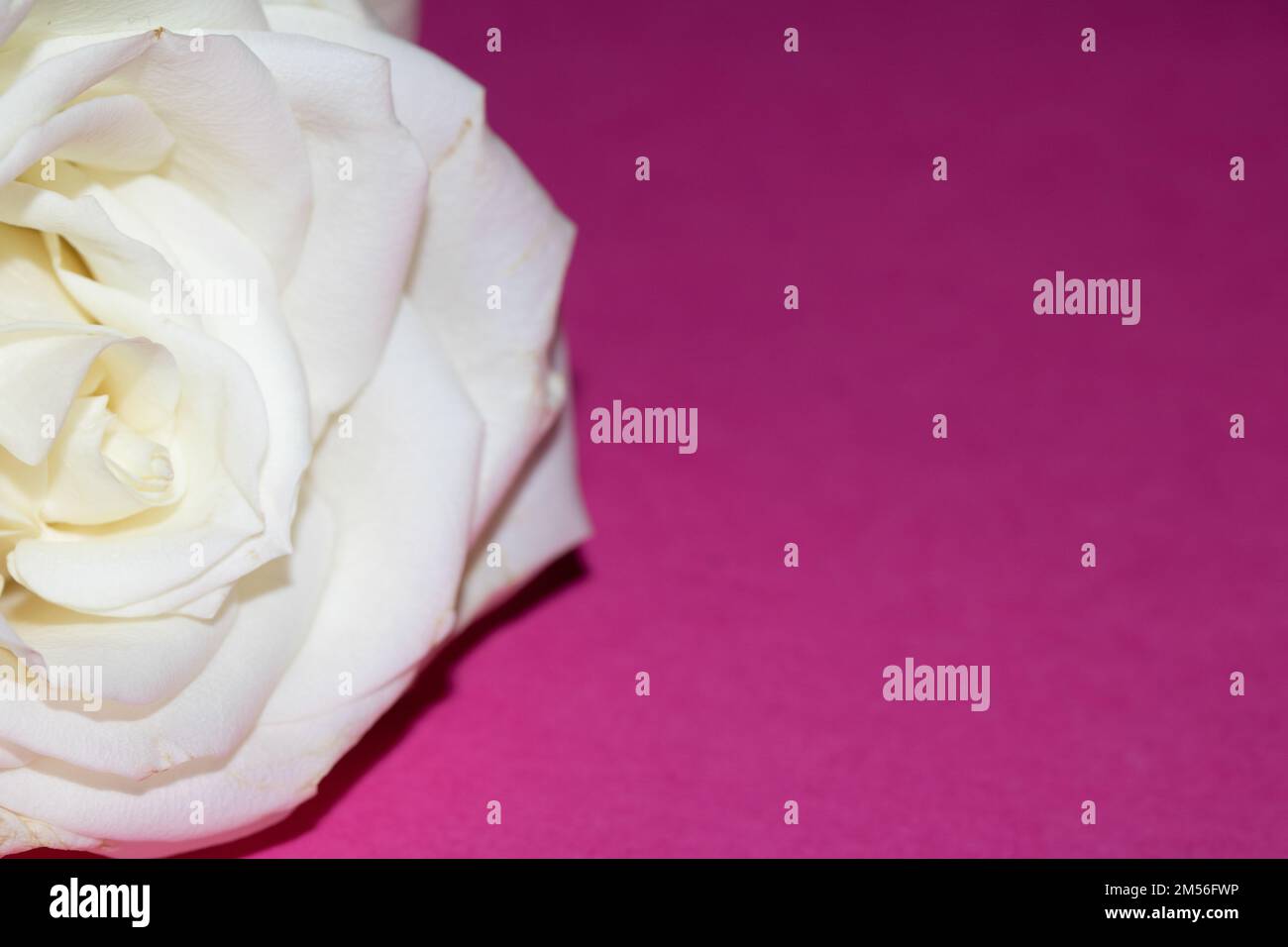 A Close Up of A White Rose Romantic Flower on a Pink Purple Background ...