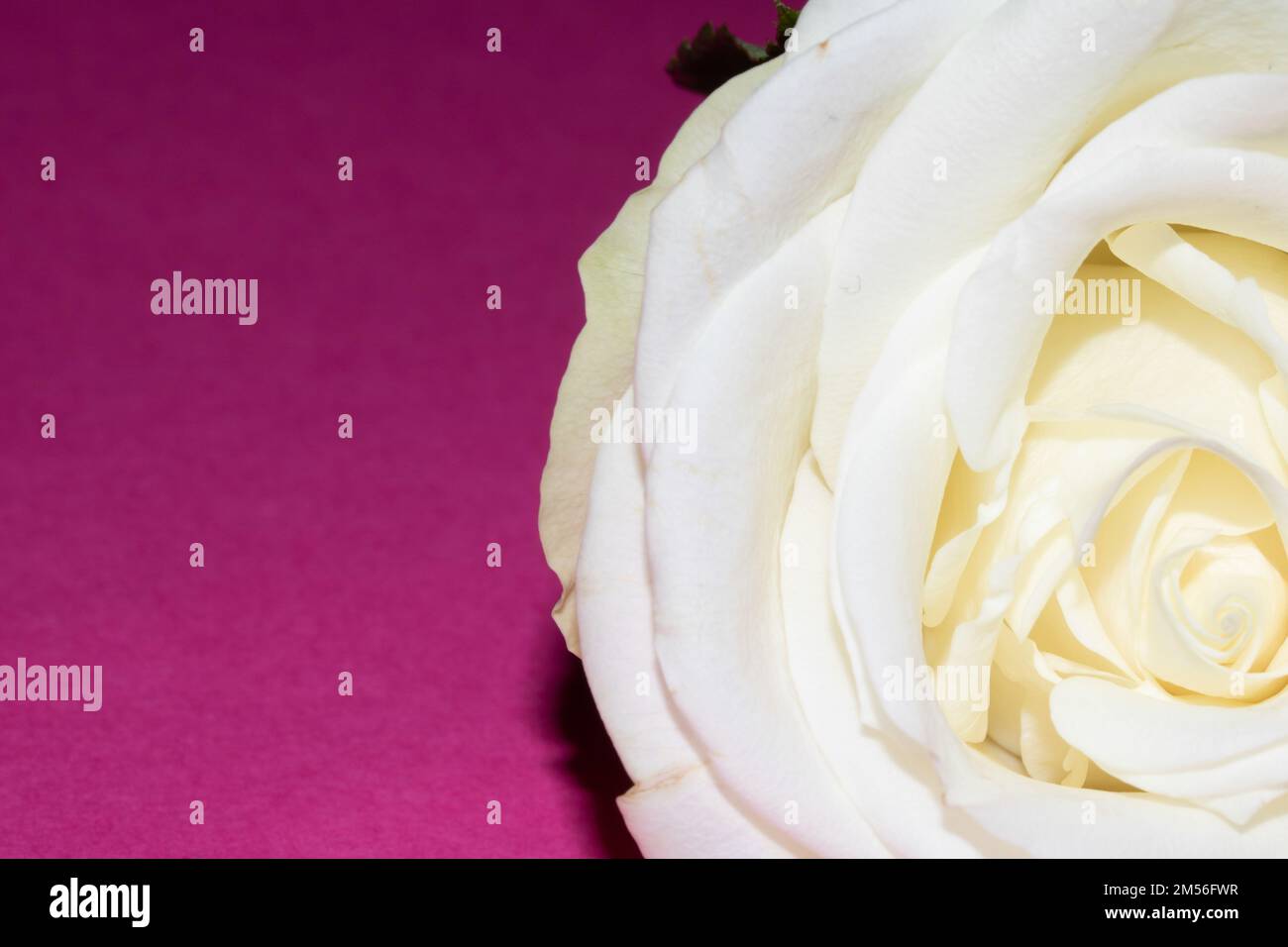 A Close Up of A White Rose Romantic Flower on a Pink Purple Background ...