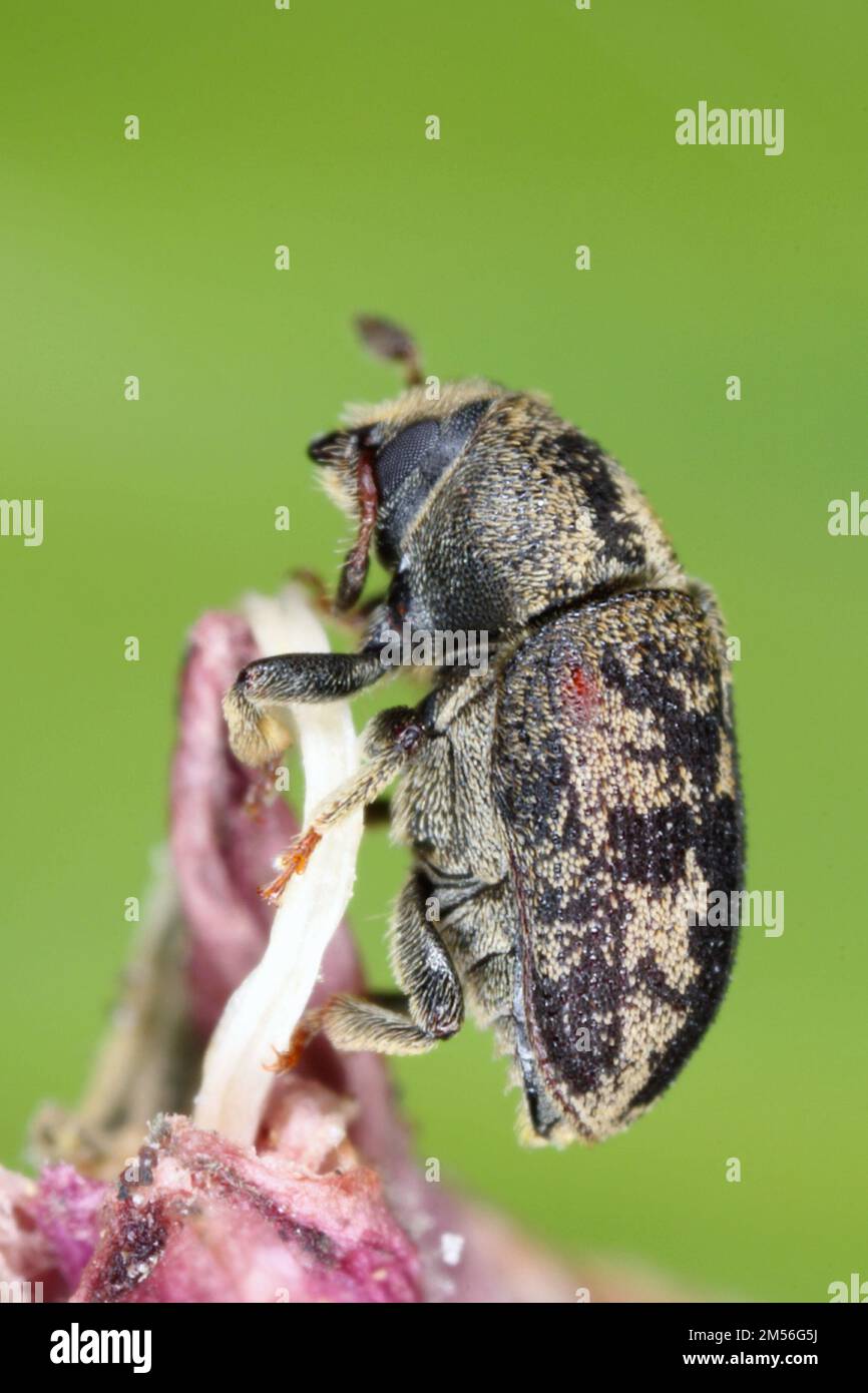 Hylesinus varius formerly fraxini is a species of weevil native to ...