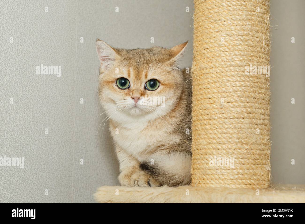 Red Scottish cat with green eyes sits on the shelf of a scratching post ...