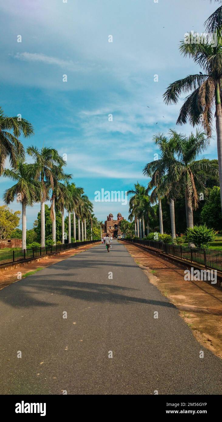 A vertical shot of a man walking on an asphalt road surrounded by tall ...