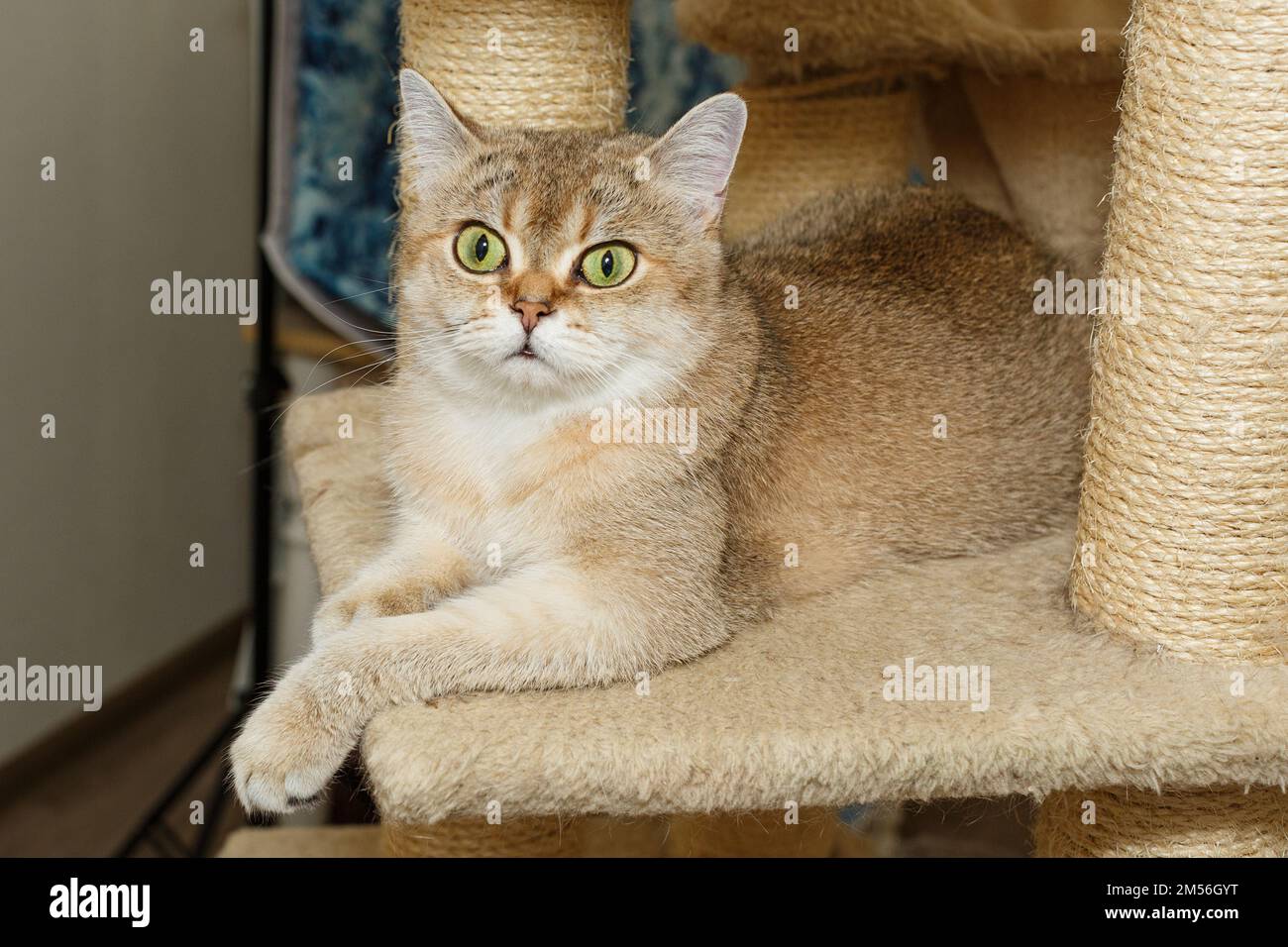 Red Scottish cat with green eyes sits on the shelf of a scratching post ...