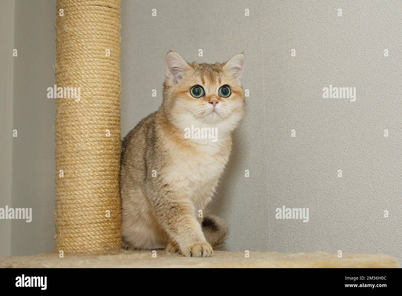 Red Scottish cat with green eyes sits on the shelf of a scratching post ...