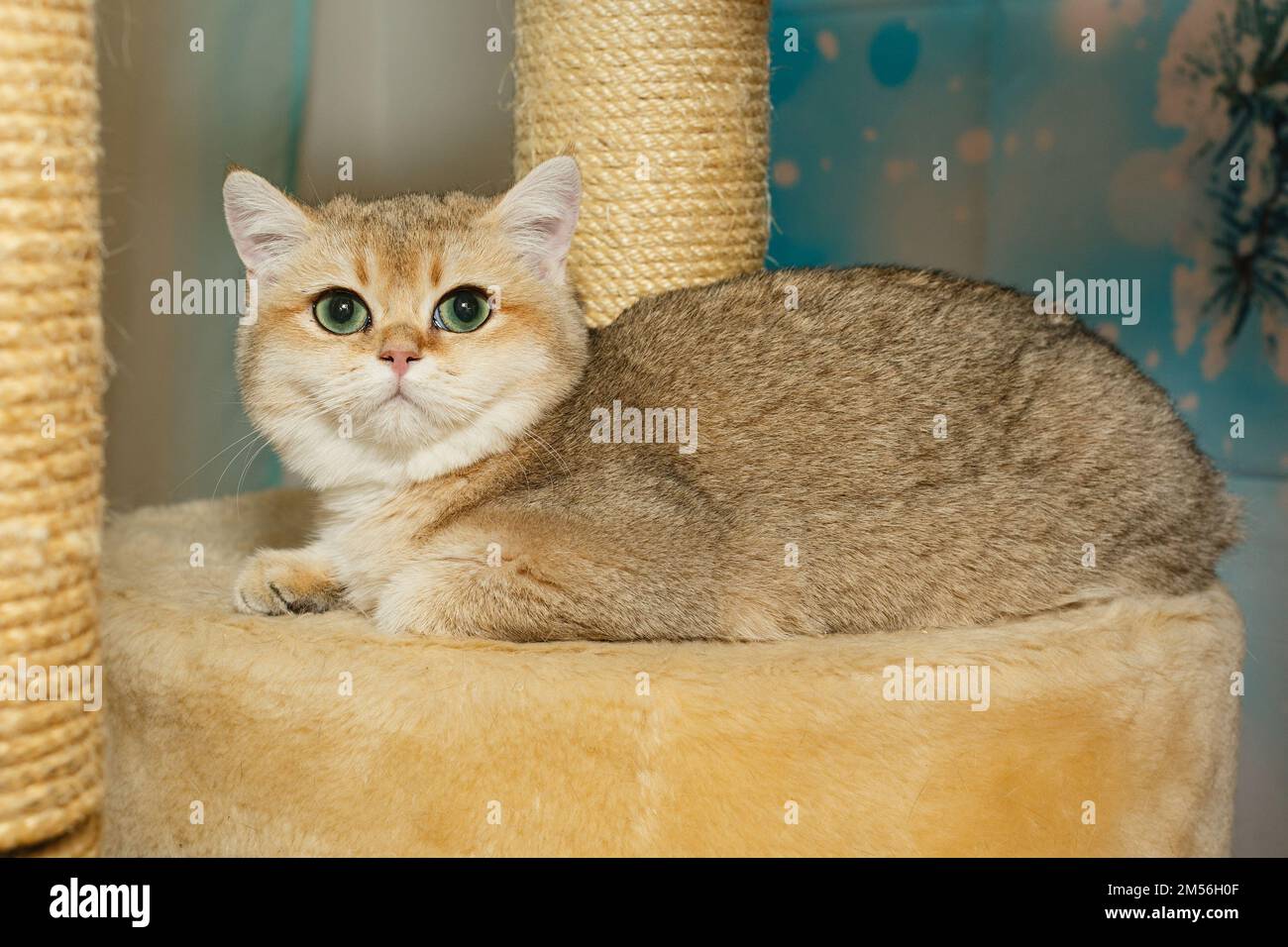 Red Scottish cat with green eyes sits on the shelf of a scratching post ...