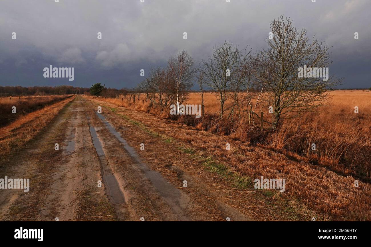 Bargerveen on a rainy winter day. This nature reserve is part of the ...