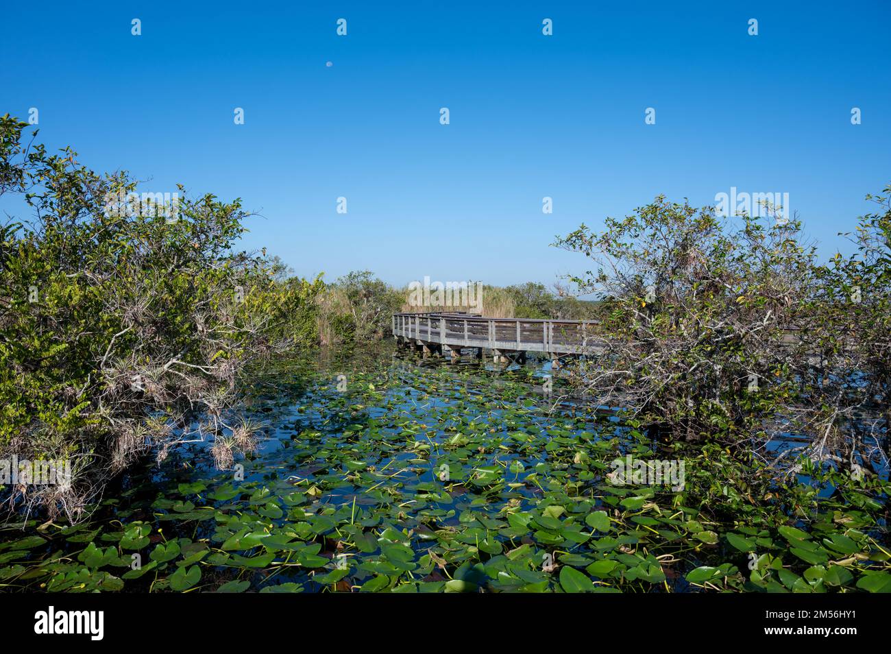 Anhinga Trail boardwalk in Everglades National Park on calm sunny ...