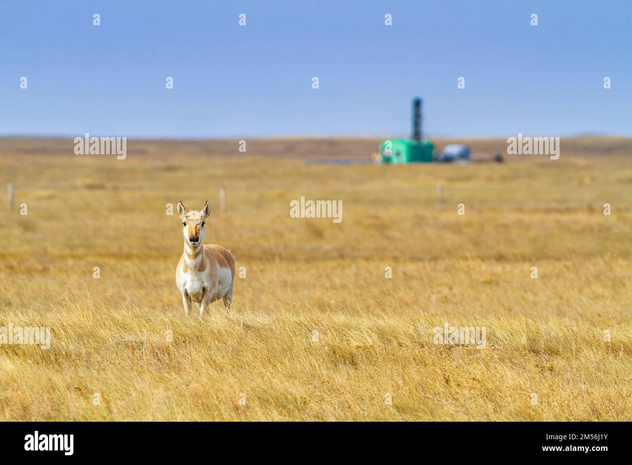 Canadian Prairies Animals
