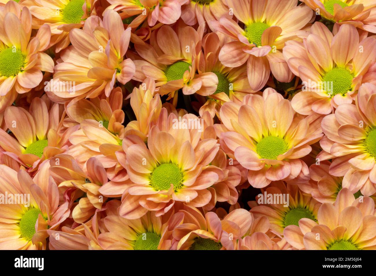 Cremon Disbud flowers imported from Colombia photographed in Miami in ...