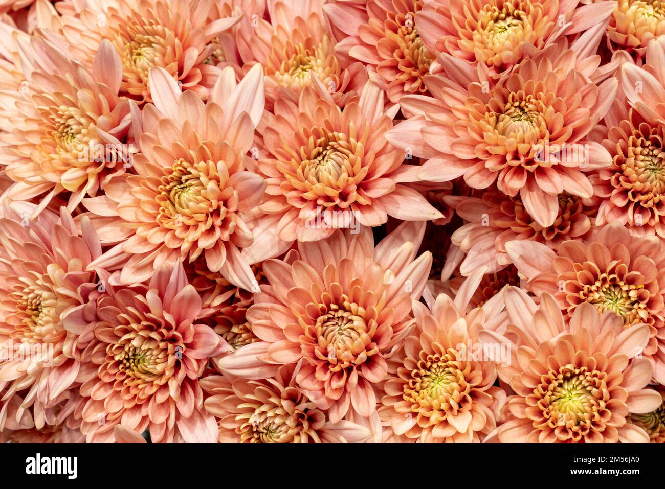 Cremon Disbud flowers imported from Colombia photographed in Miami in ...