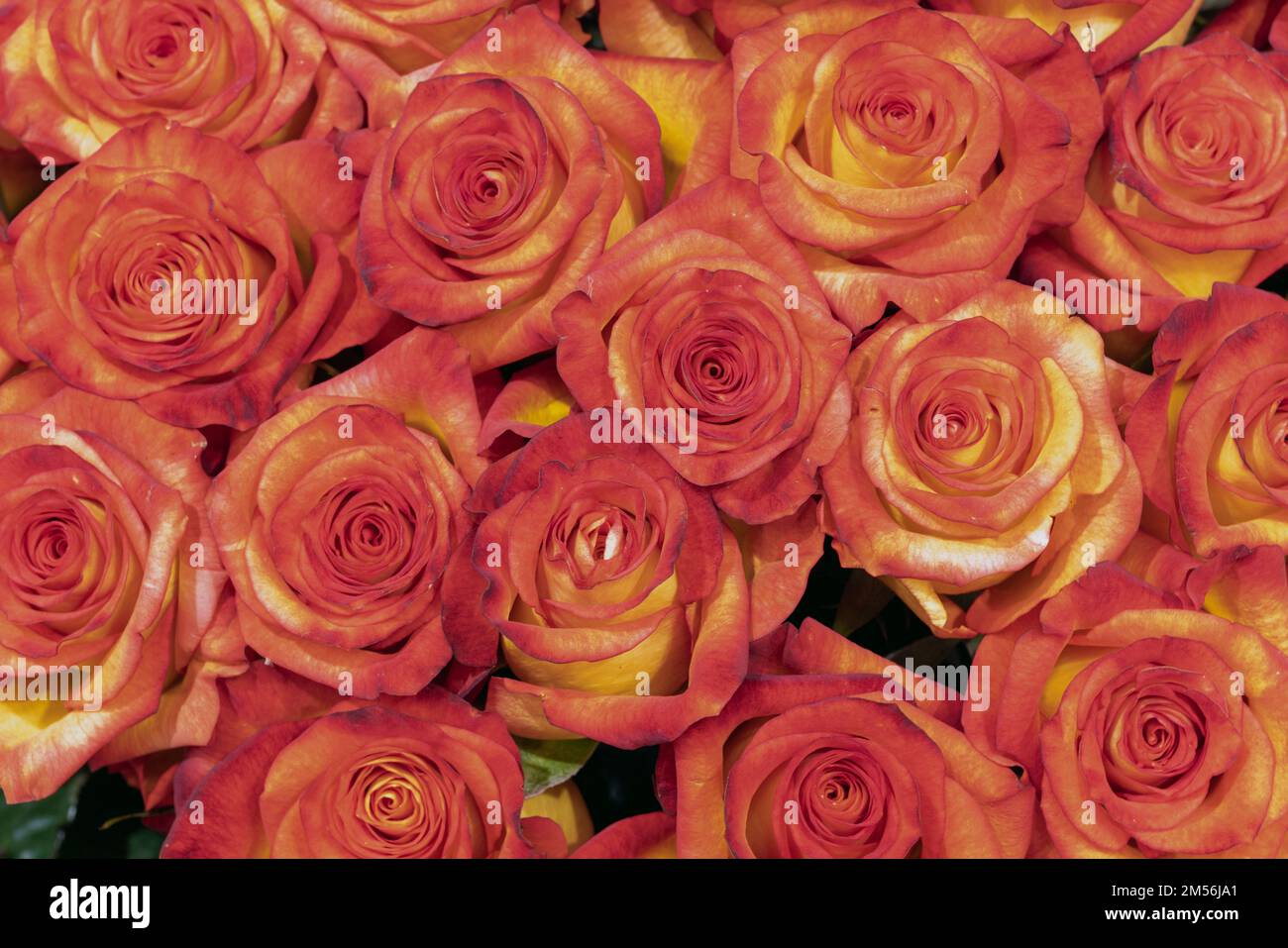 Flora of colombia hi-res stock photography and images - Alamy