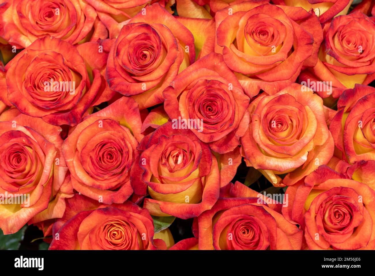 Roses imported from Colombia photographed at Miami in studio Stock ...