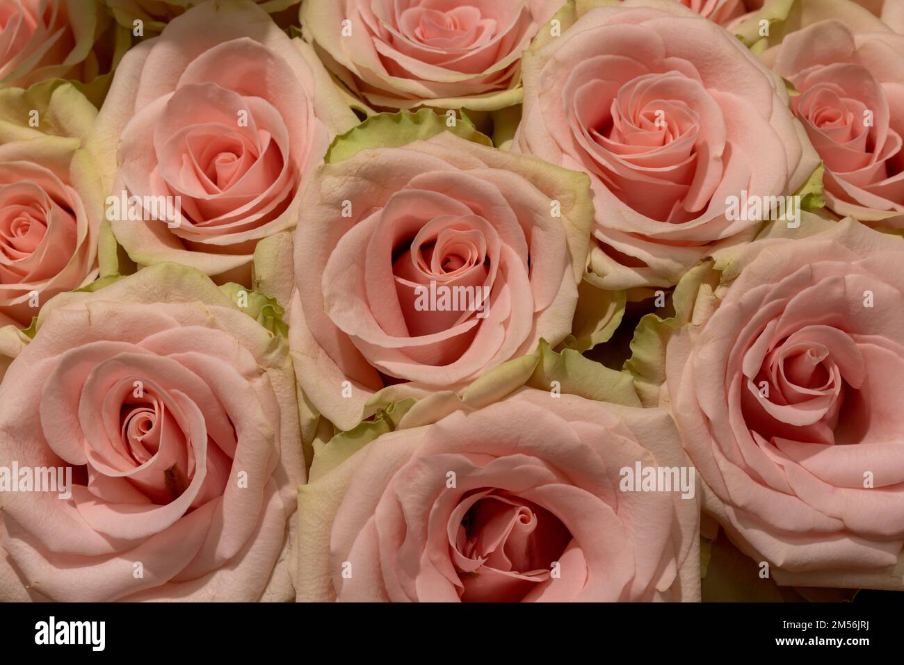 Roses imported from Colombia photographed at Miami in studio Stock ...