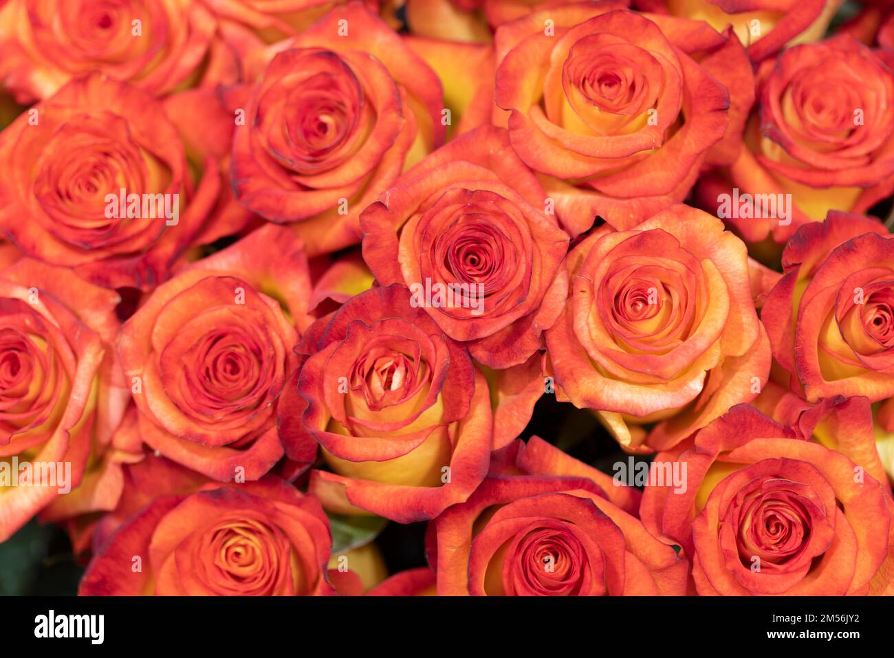 Roses imported from Colombia photographed at Miami in studio Stock ...