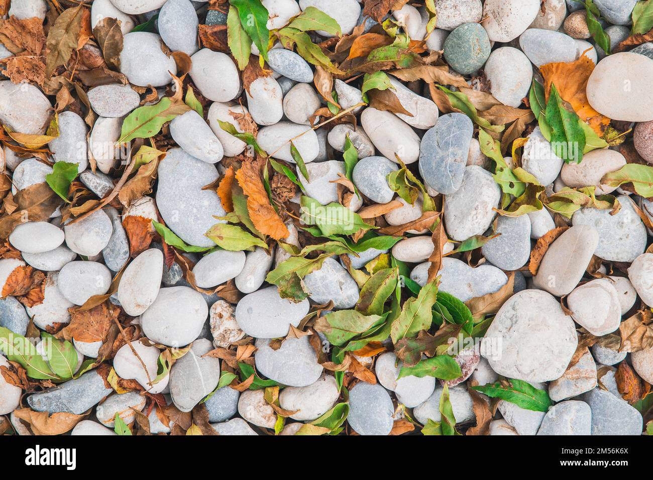 Natural background. Fallen leaves on colorful cobblestones Stock Photo ...