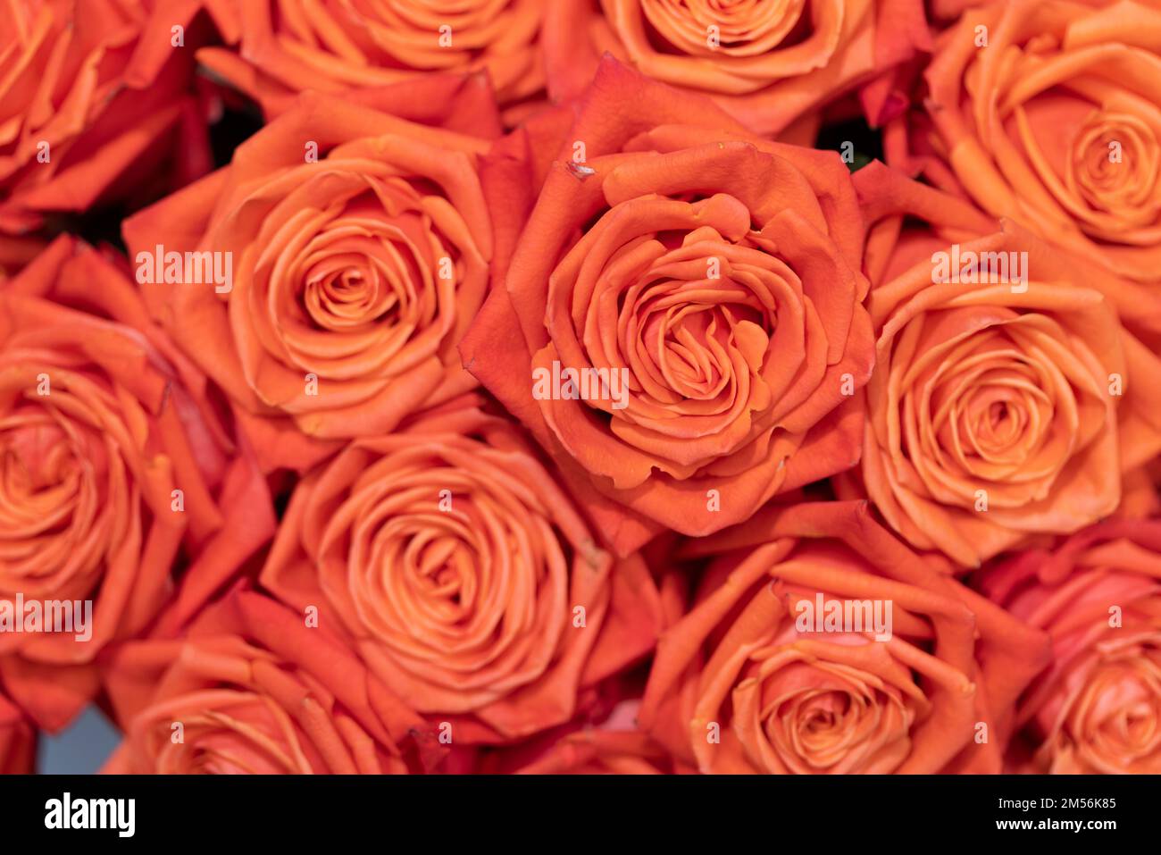 Roses imported from Colombia photographed at Miami in studio Stock ...