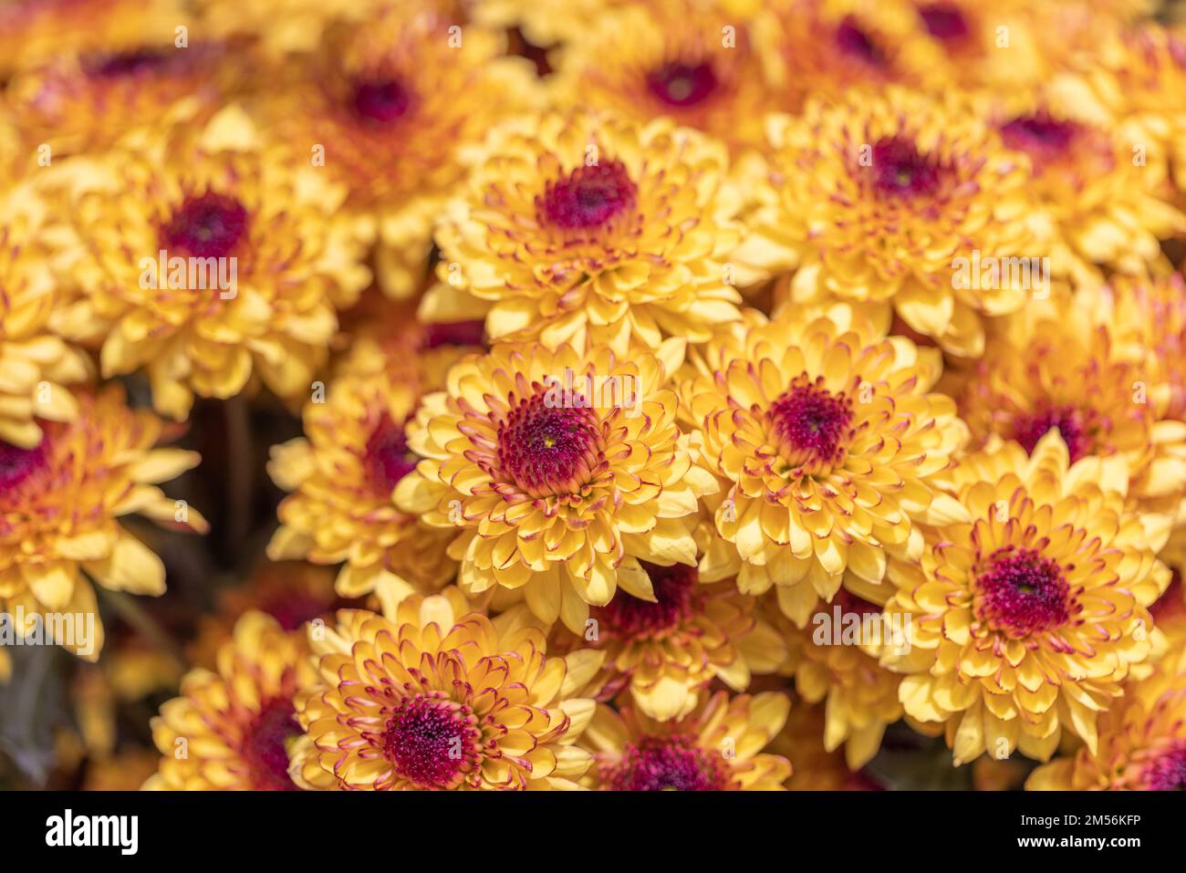 Cremon Disbud flowers imported from Colombia photographed in Miami in ...