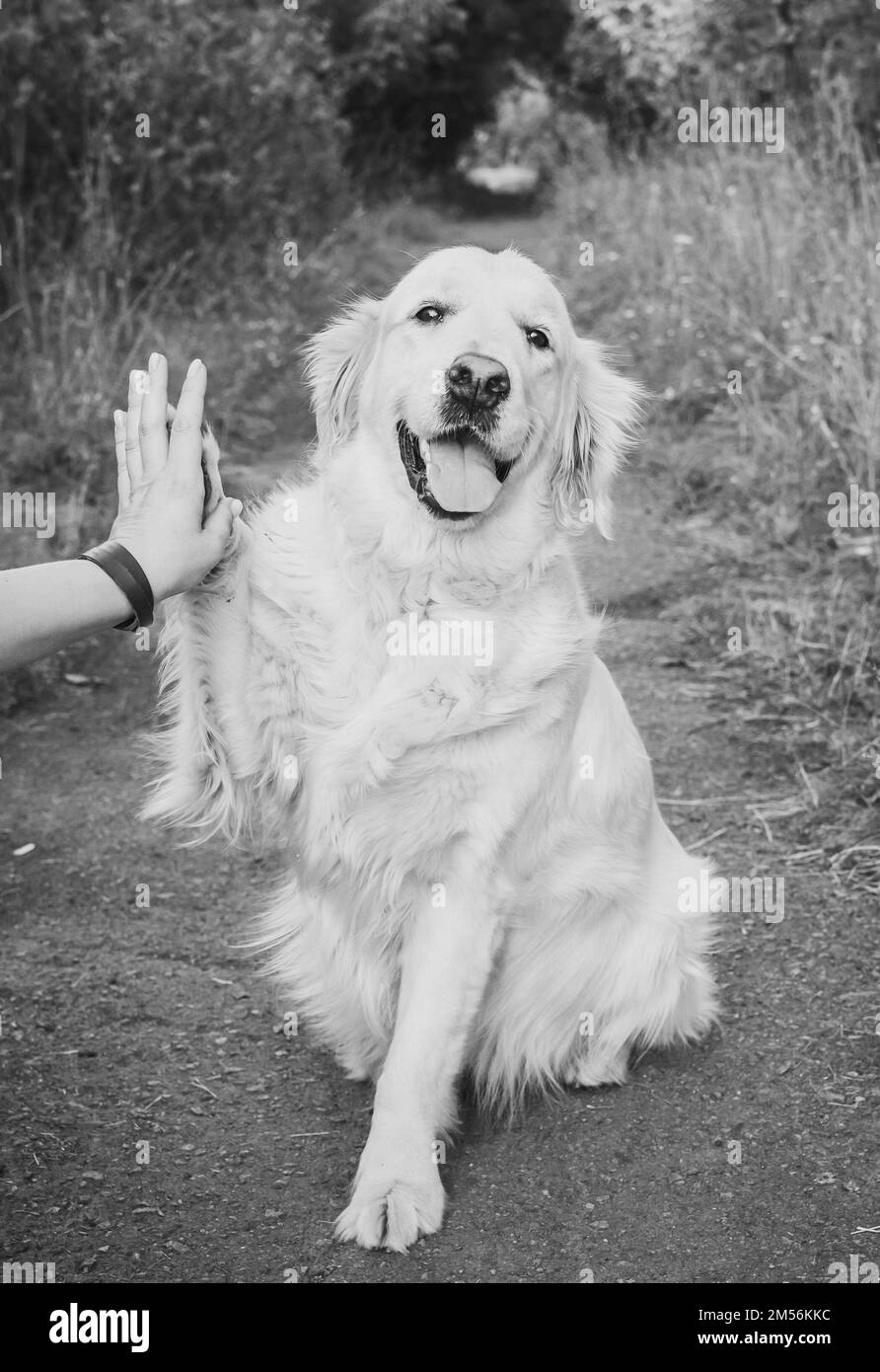 Golden retriever sitting for owner hi-res stock photography and images ...