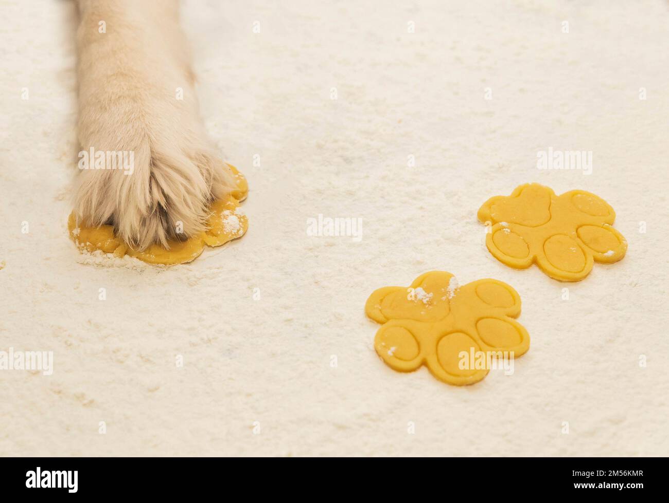 Dog chef makes cookies from dough in the kitchen Stock Photo - Alamy