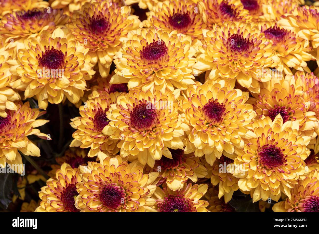 Valentine in colombia hi-res stock photography and images - Alamy