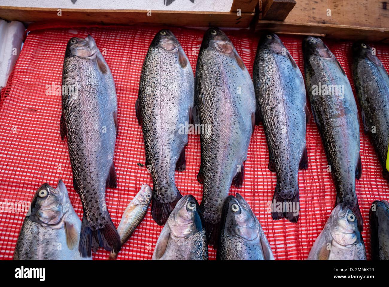Fish For Sale North Battleford at Lula Atchley blog