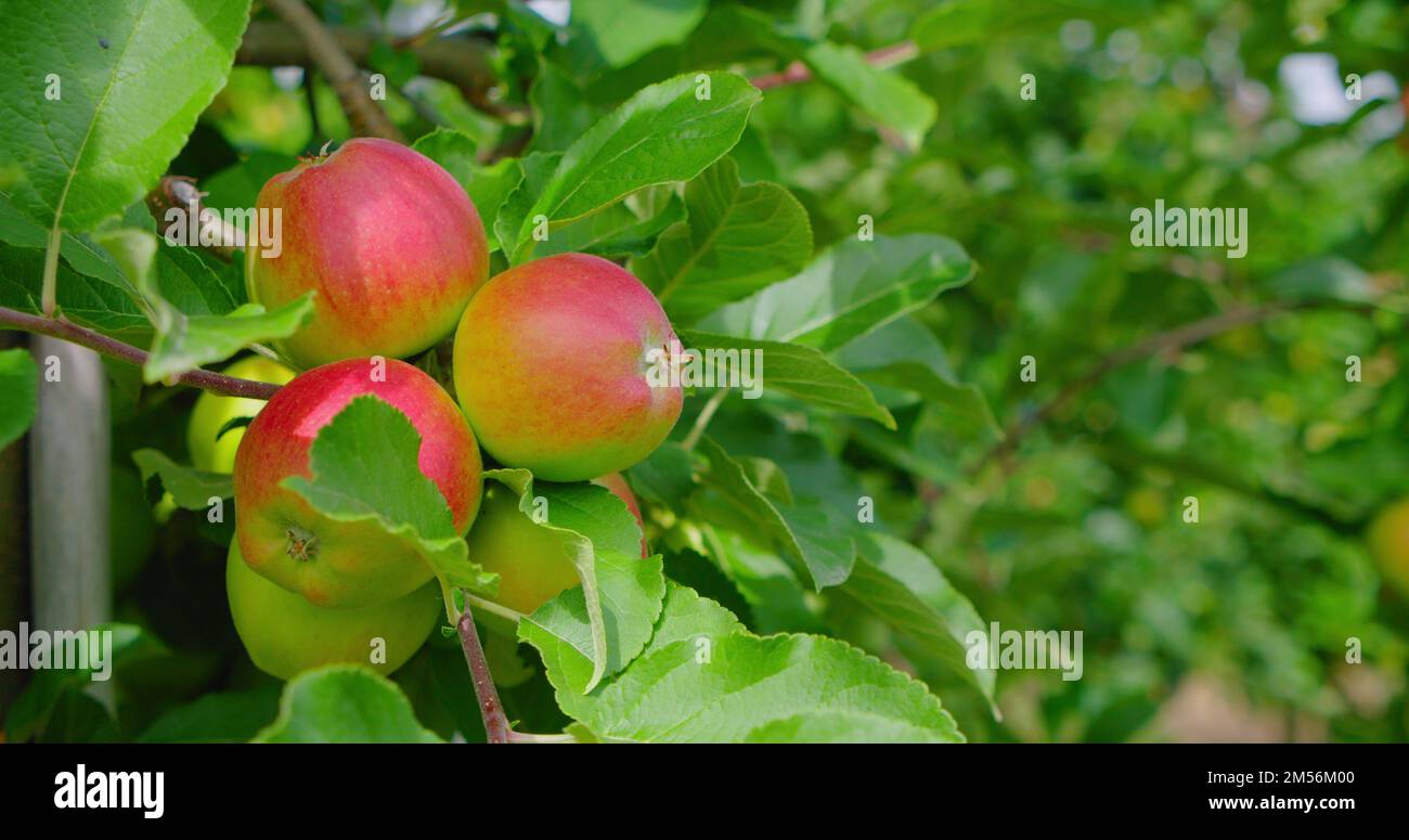 Ruddy apples hang on a branch in the garden. Apple tree with rosy vivid ...