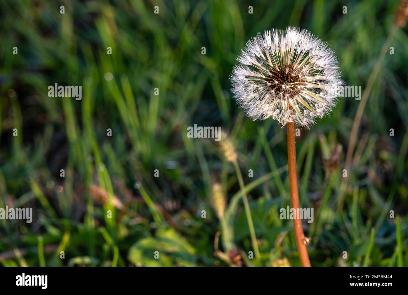 strong wind waiting to spill dandelion seeds Stock Photo - Alamy