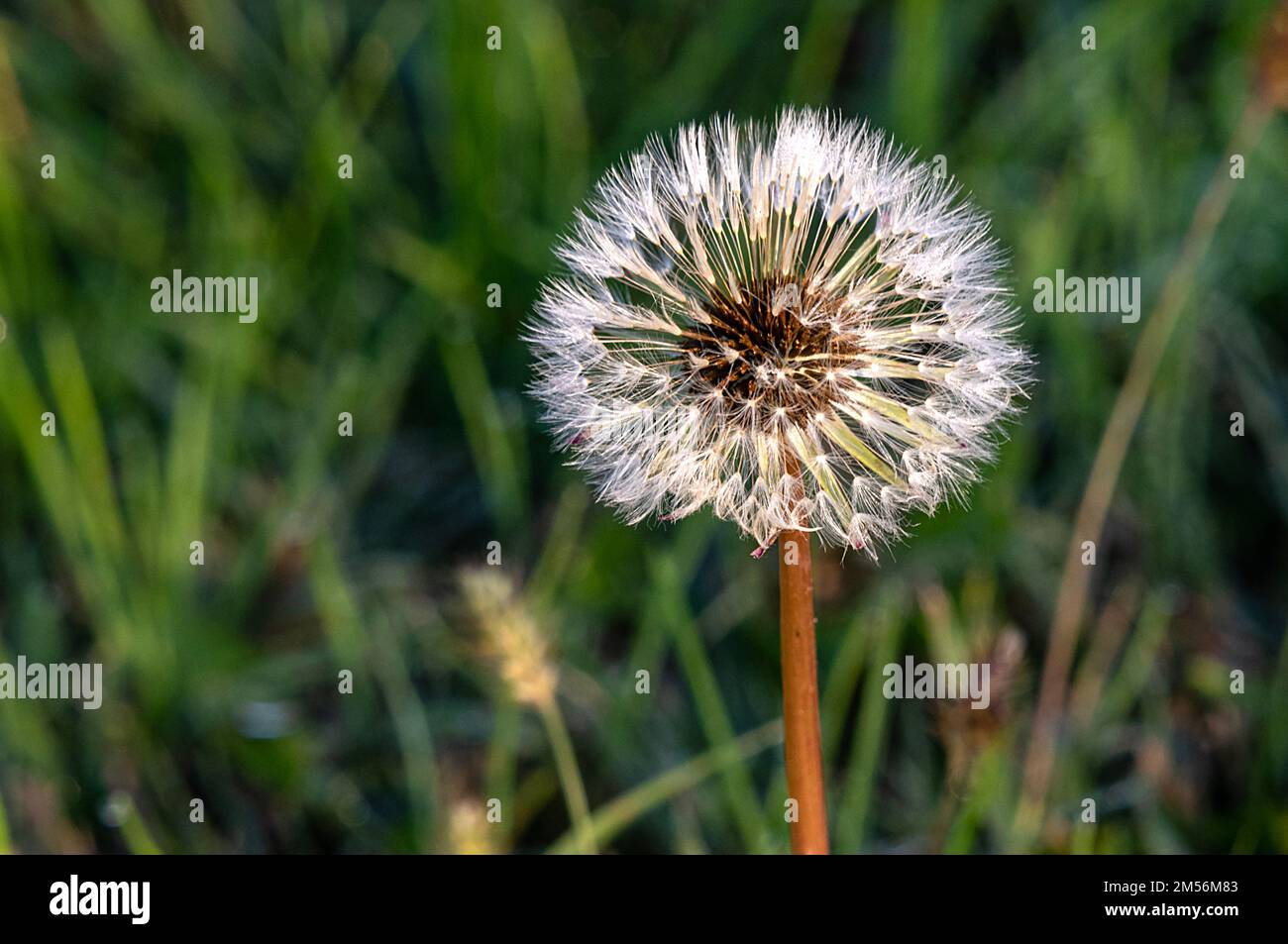 strong wind waiting to spill dandelion seeds Stock Photo - Alamy