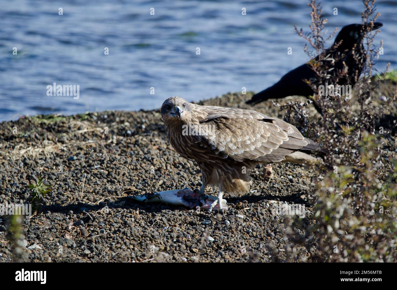 Black-eared kite Milvus migrans lineatus eating a fish. Lake Yamanako ...
