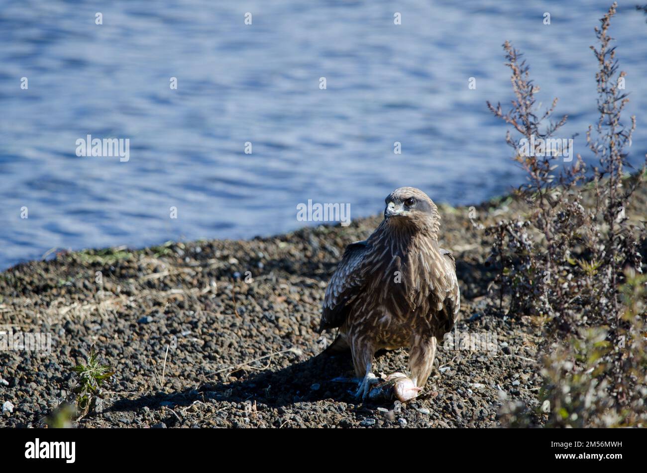 Black-eared kite Milvus migrans lineatus with a fish. Lake Yamanako ...