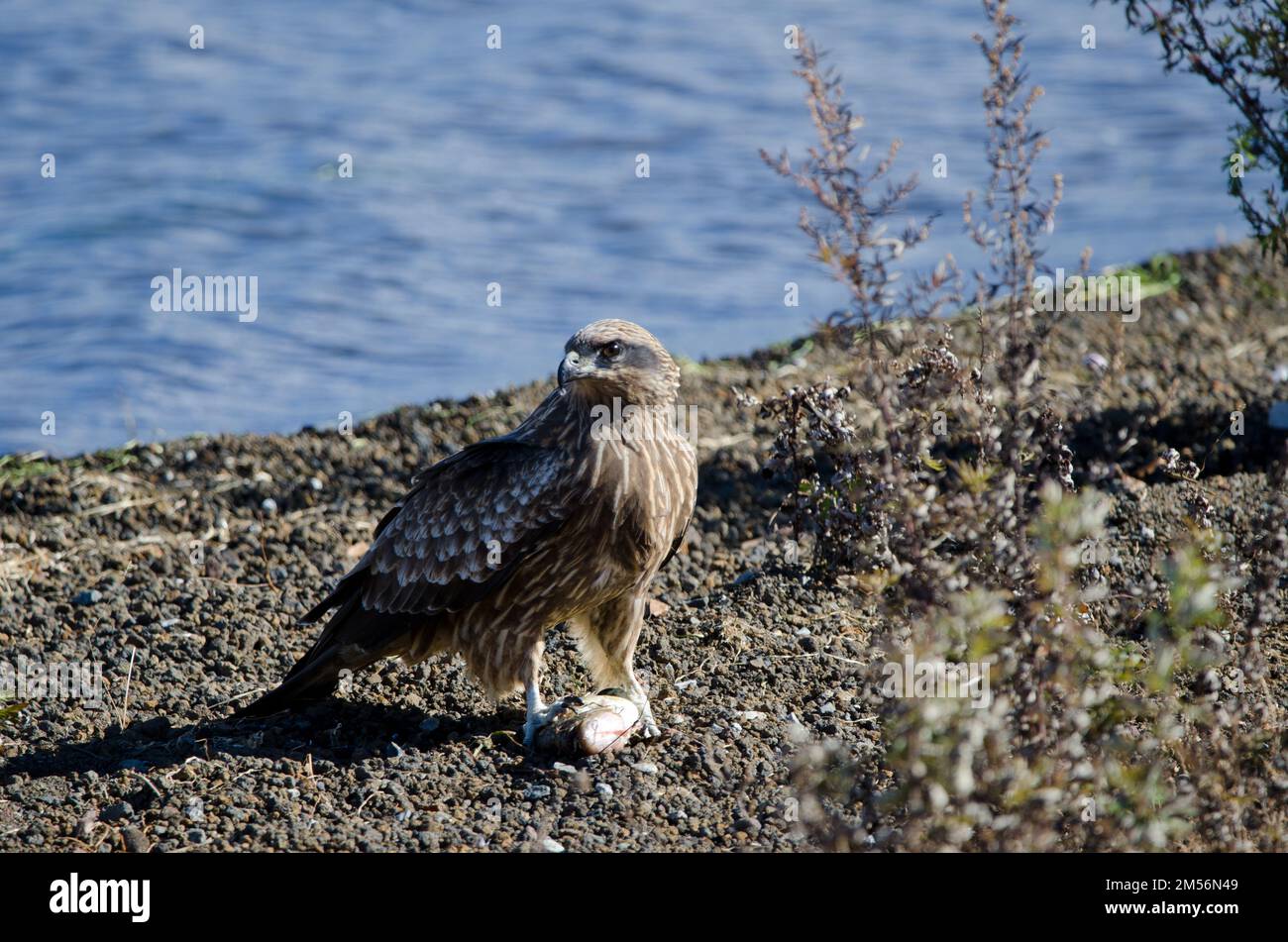 Black-eared kite Milvus migrans lineatus with a fish. Lake Yamanako ...