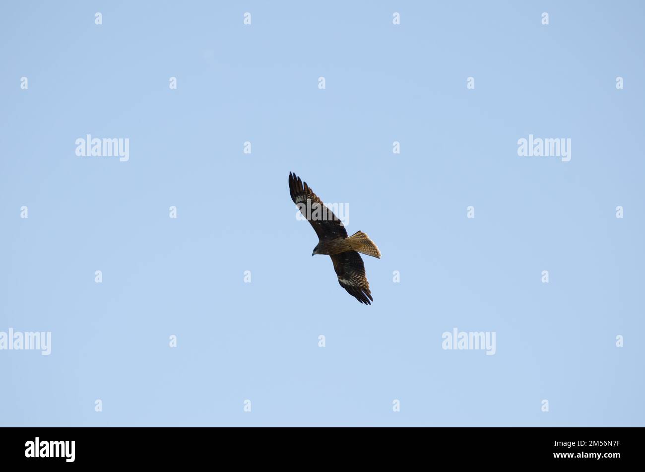 Black-eared kite Milvus migrans lineatus in flight. Lake Yamanako ...