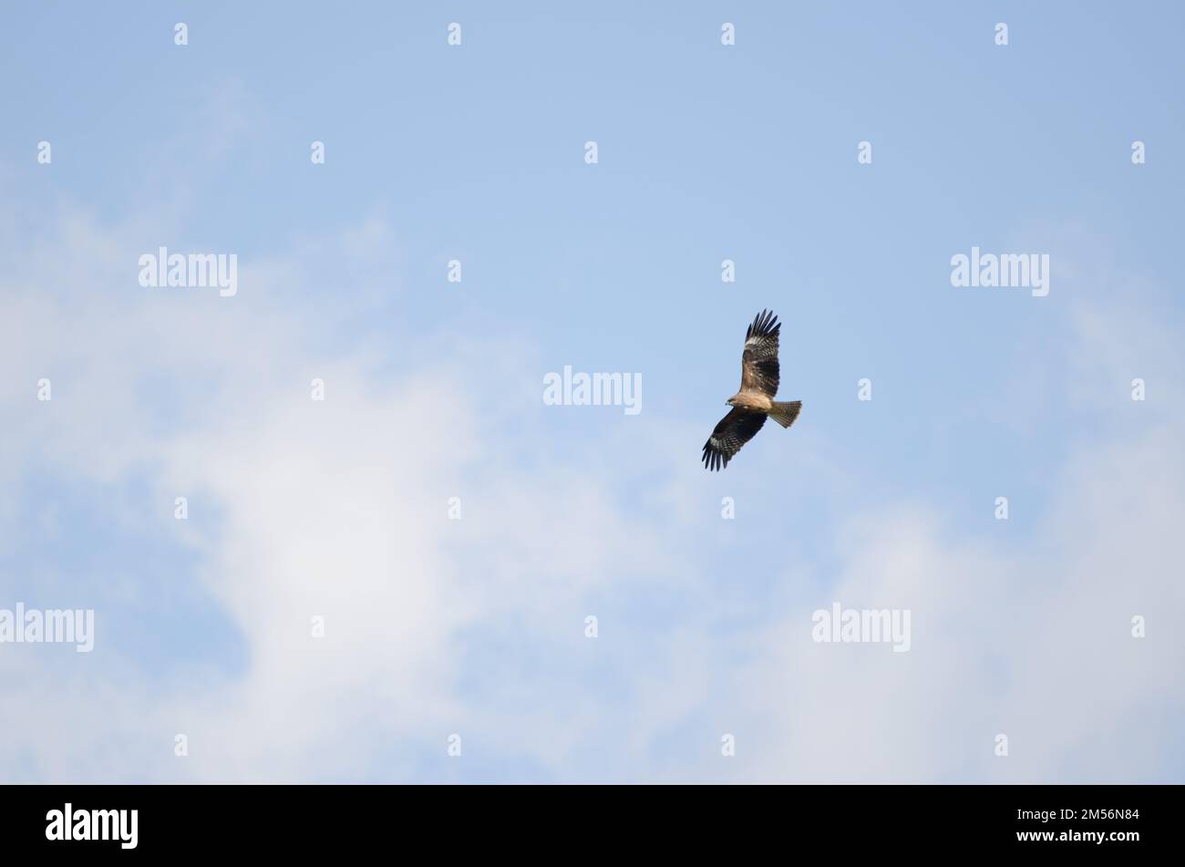 Black-eared kite Milvus migrans lineatus in flight. Lake Yamanako ...