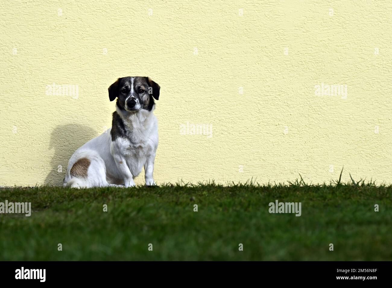 Dog sitting in front of a wall Stock Photo - Alamy