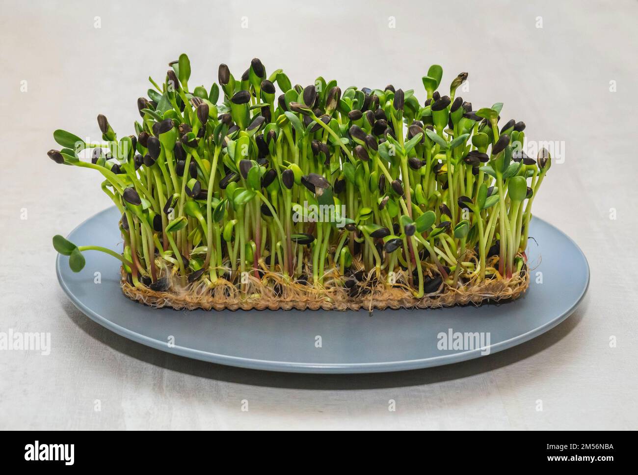 Sunflower sprouts on a plate. Vegetarian food Stock Photo - Alamy