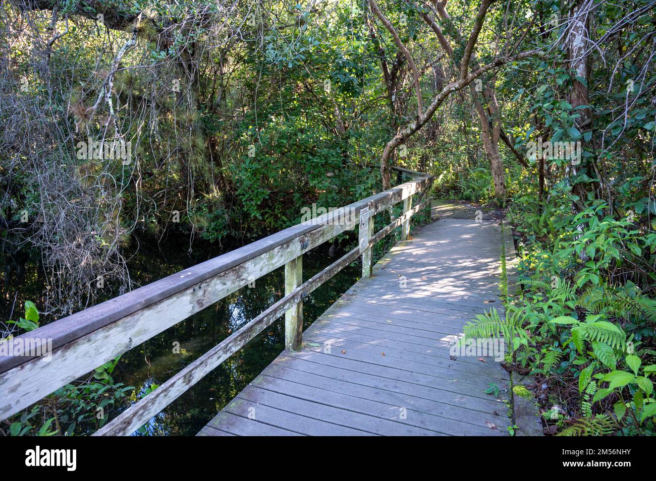 Gumbo Limbo Trail boardwalk in Everglades National Park on calm sunny ...