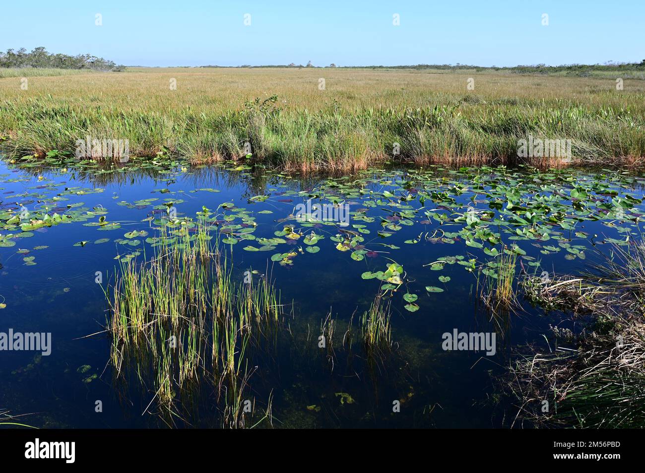 Aquatic plants along Anhinga Trail with sawgrass prairie in background ...