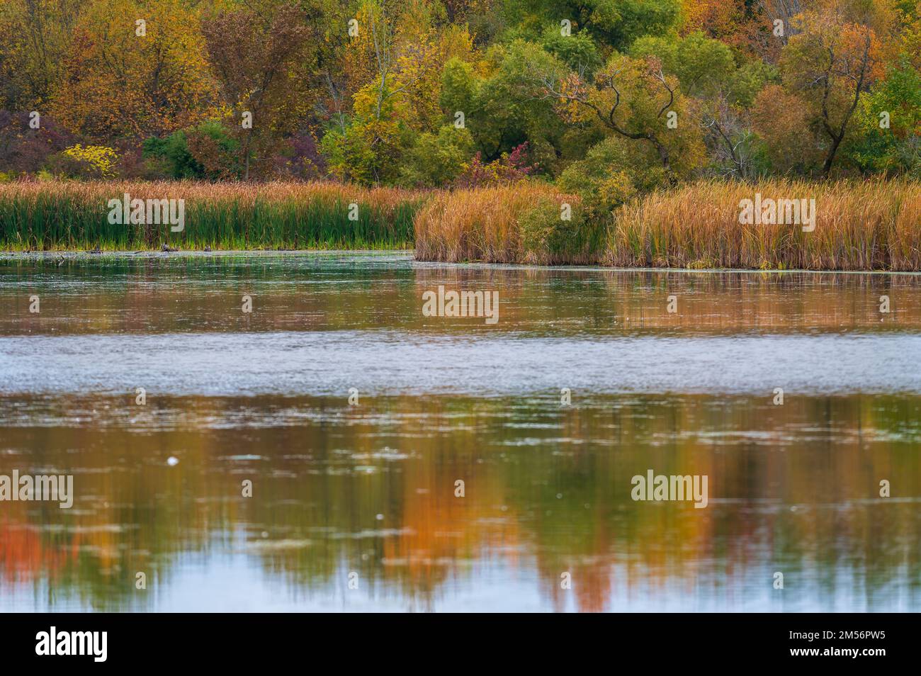 Undisturbed shoreline if a lake during the fall season Stock Photo - Alamy