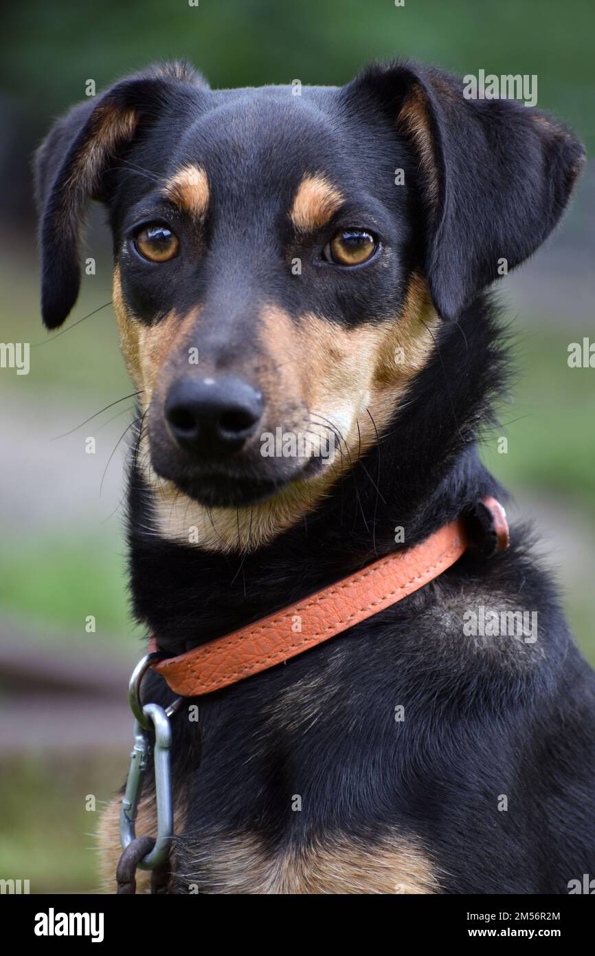 Portrait of a black and tan dog looking at camera in vertical format ...