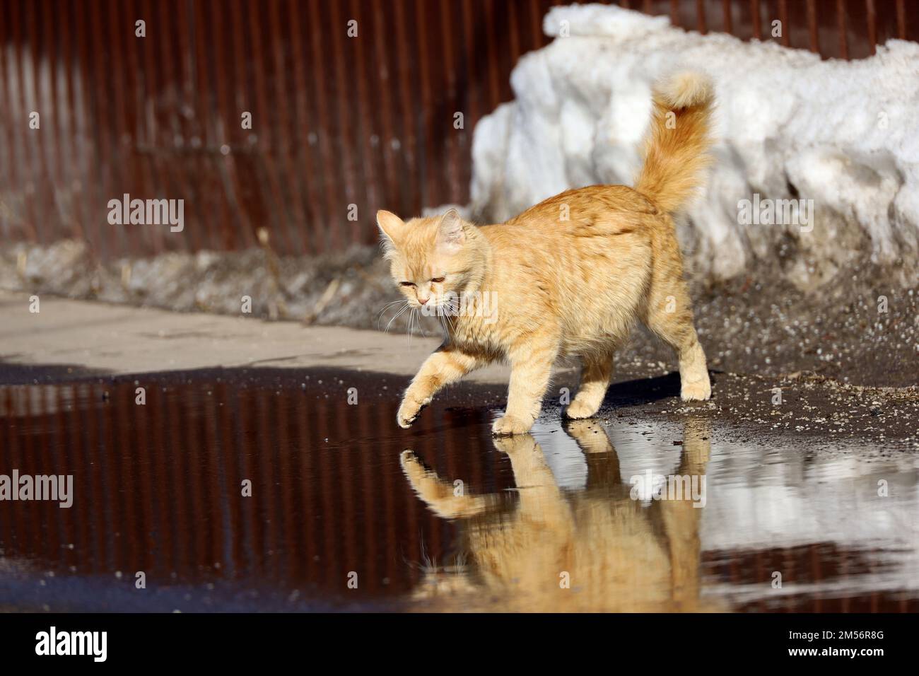 Red cat walking on a street with puddles and looking at his reflection ...