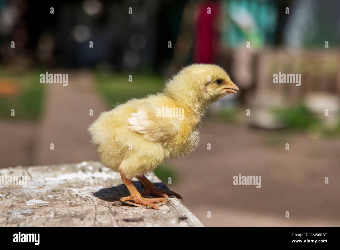 Little yellow chicken, full length. Close-up Stock Photo - Alamy