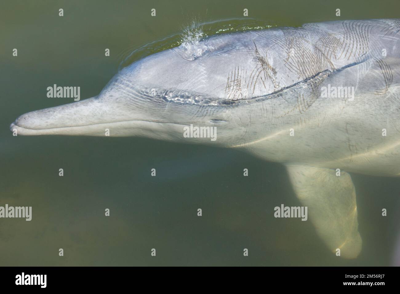 An Indo-Pacific Humpback Dolphin Exhaling. Shows bite marks caused by ...