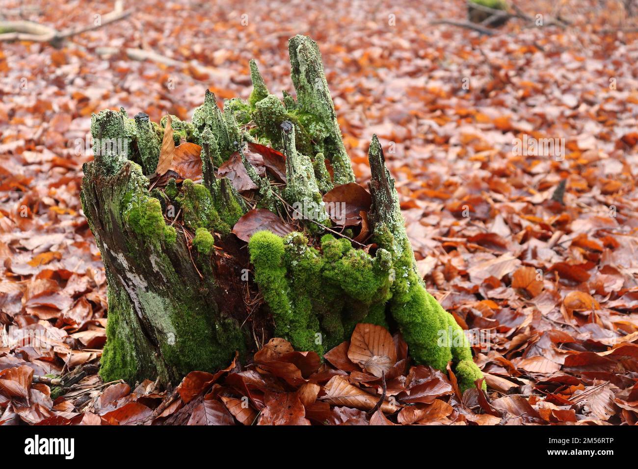 Green plants growing on a jagged tree stump surrounded by dead brown ...
