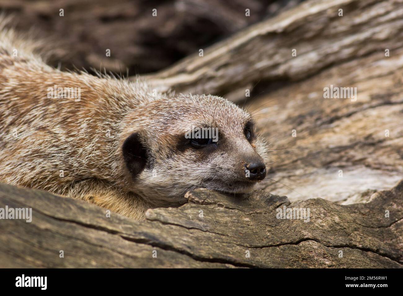 Meerkat (Suricata suricate) Captive Animal Australia Stock Photo - Alamy