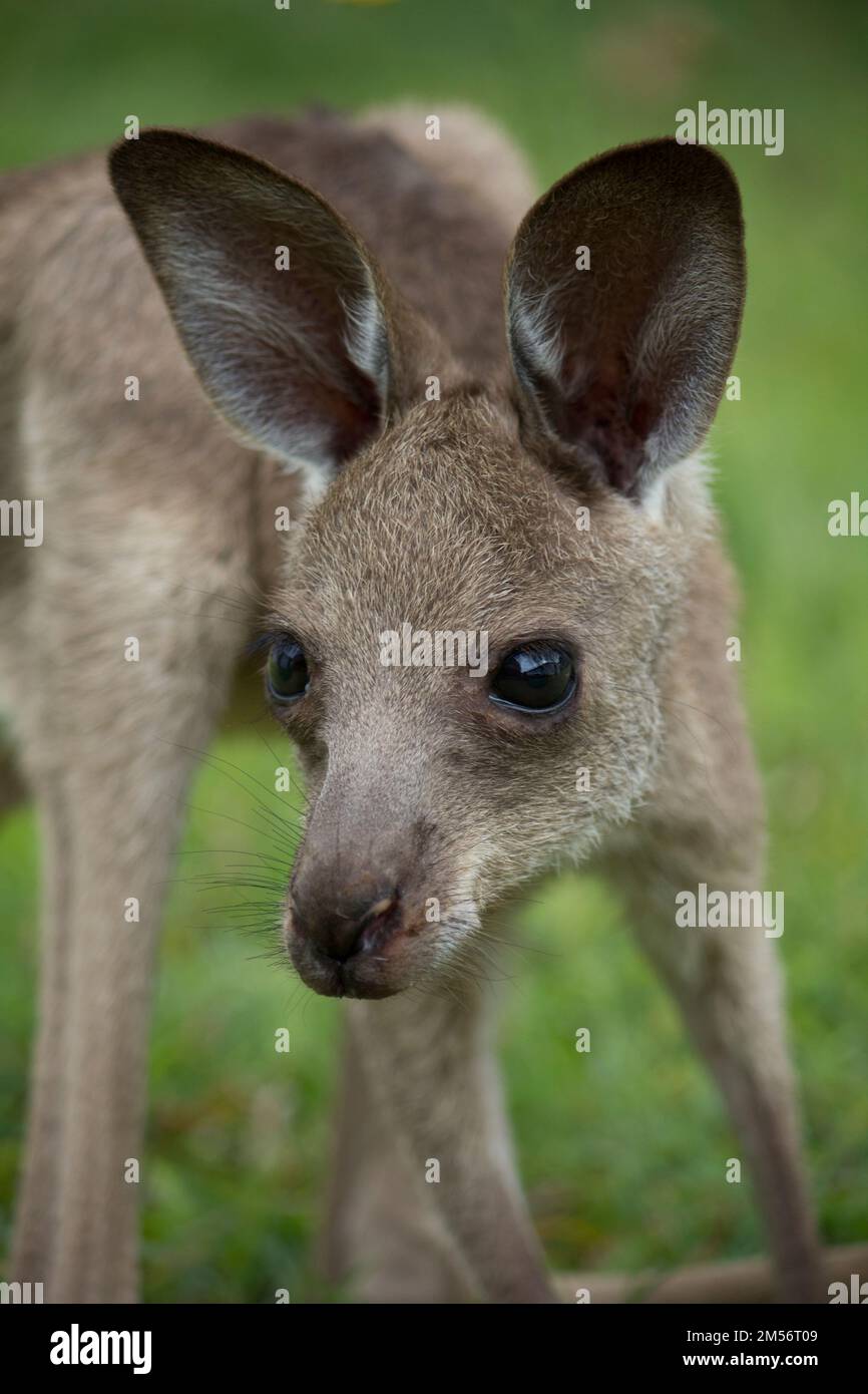 Eastern Grey Kangaroo Orphan showing injured nose.Macropus giganteus ...